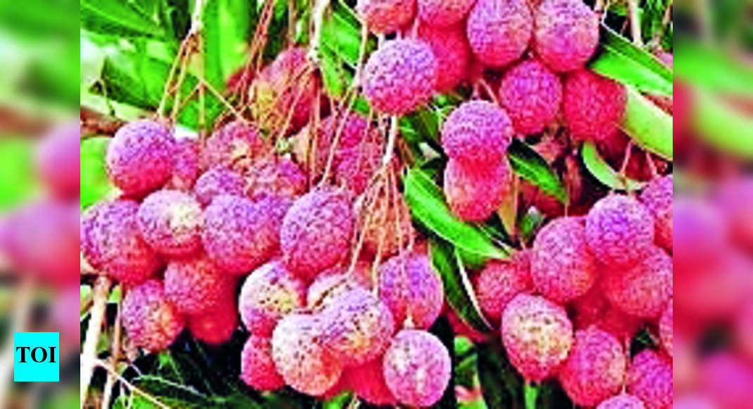 ‘govt Encouraging Farmers To Grow New Litchi Varieties’ | Patna News ...