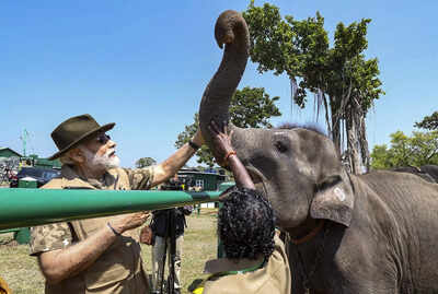 Modi’s day out in the wild - Times of India