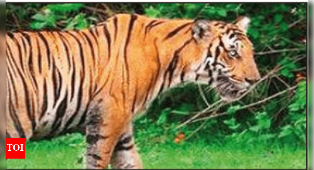Tiger Population in India: Central India Has World’s Highest Tiger ...