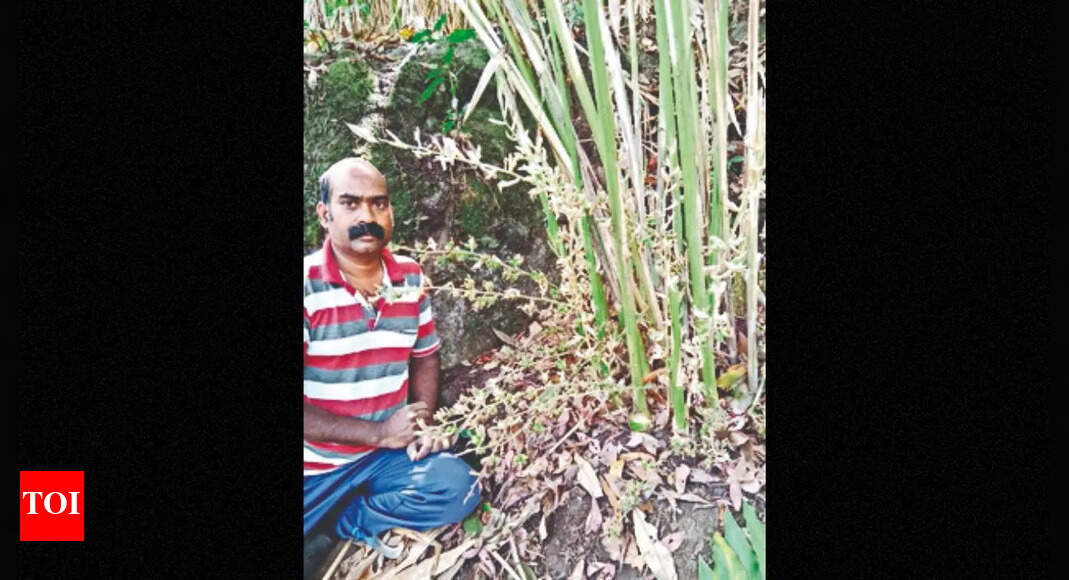 Idukki: Farmer Develops High-quality Cardamom Varieties On His Farm ...