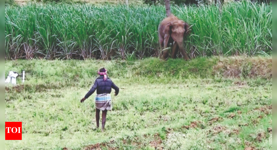 Wild Elephant Destroys Crops | Coimbatore News - Times of India