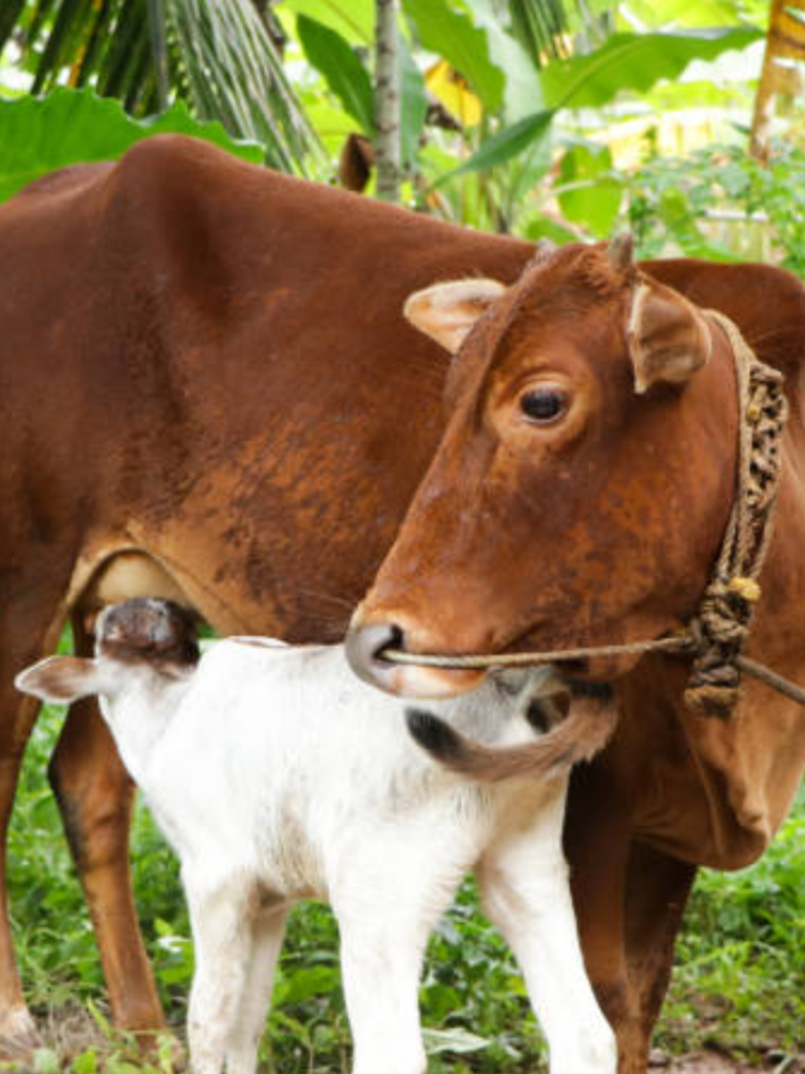 Is cow urine 'gaumutra' safe for human consumption? Here's what an ...