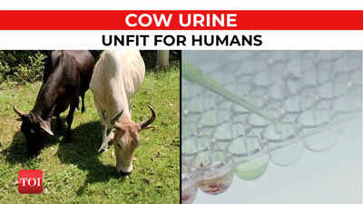 IVRI: Cow urine unfit for humans, says top animal research body Indian ...