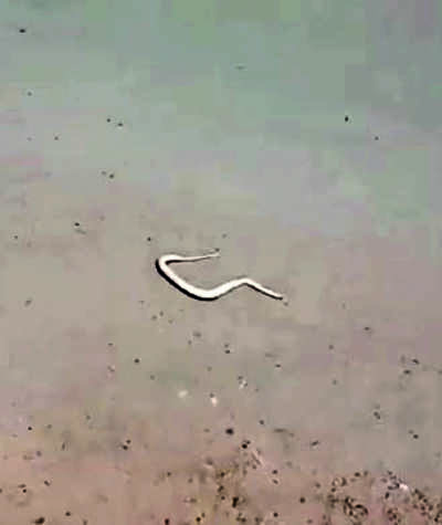 Tamil Nadu Viral News: Drunk Man Bites Off Snake’s Head; Vigil Up On ...