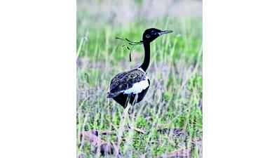 New Conservation Reserve Notified For Lesser Florican | Jaipur News ...