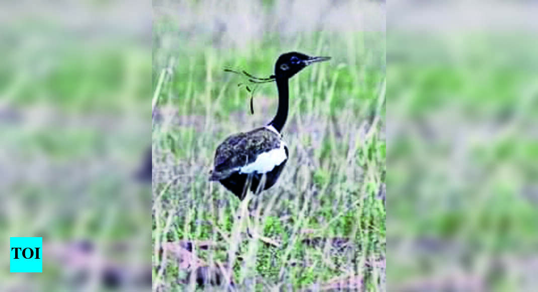 New Conservation Reserve Notified For Lesser Florican | Jaipur News ...