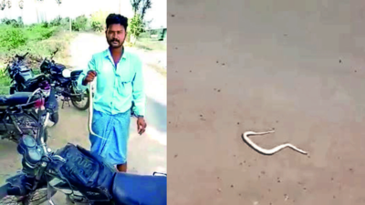 Tamil Nadu Viral News: Drunk Man Bites Off Snake’s Head; Vigil Up On ...