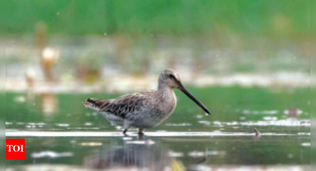 As land use patterns change in Goa, newer birds make beeline for state ...