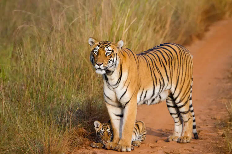 50 years of Project Tiger: 10 places to spot the majestic animals ...