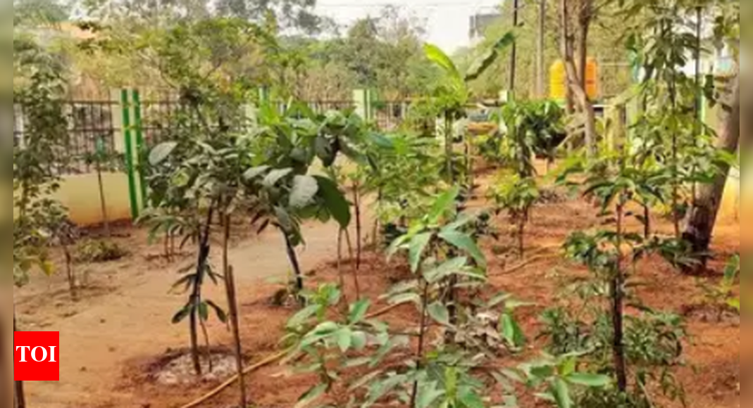 Tamil Nadu has a ‘taller’ reason to buy saplings from Rajahmundry in ...