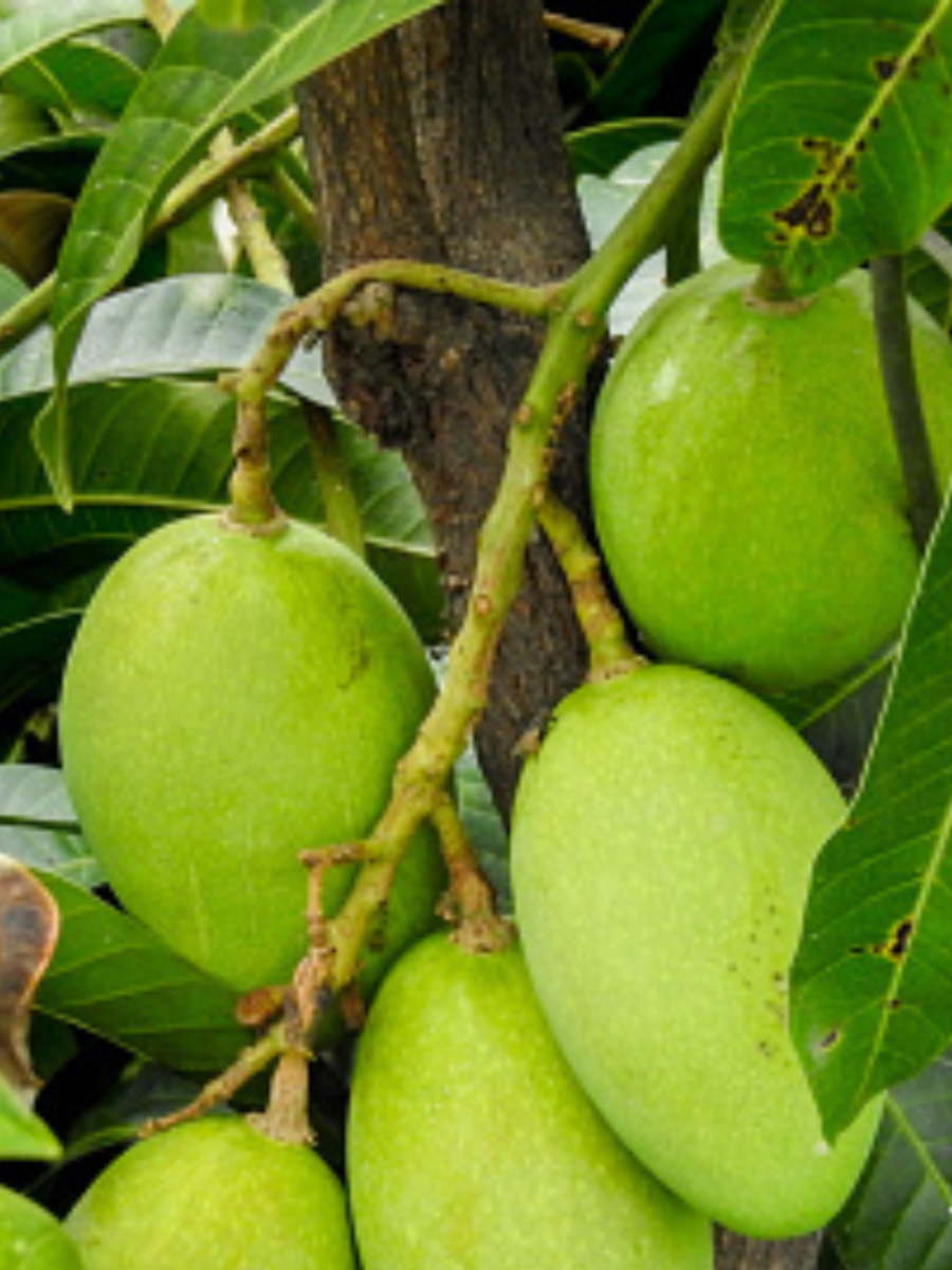 8 benefits of eating Raw Mangoes in this season | Times of India