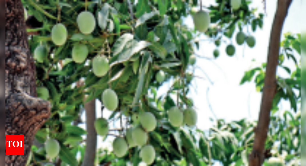 Mango growers prefer early harvest in Andhra Pradesh | Vijayawada News ...