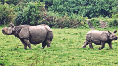 Assam denies fudging rhino census data | Guwahati News - Times of India