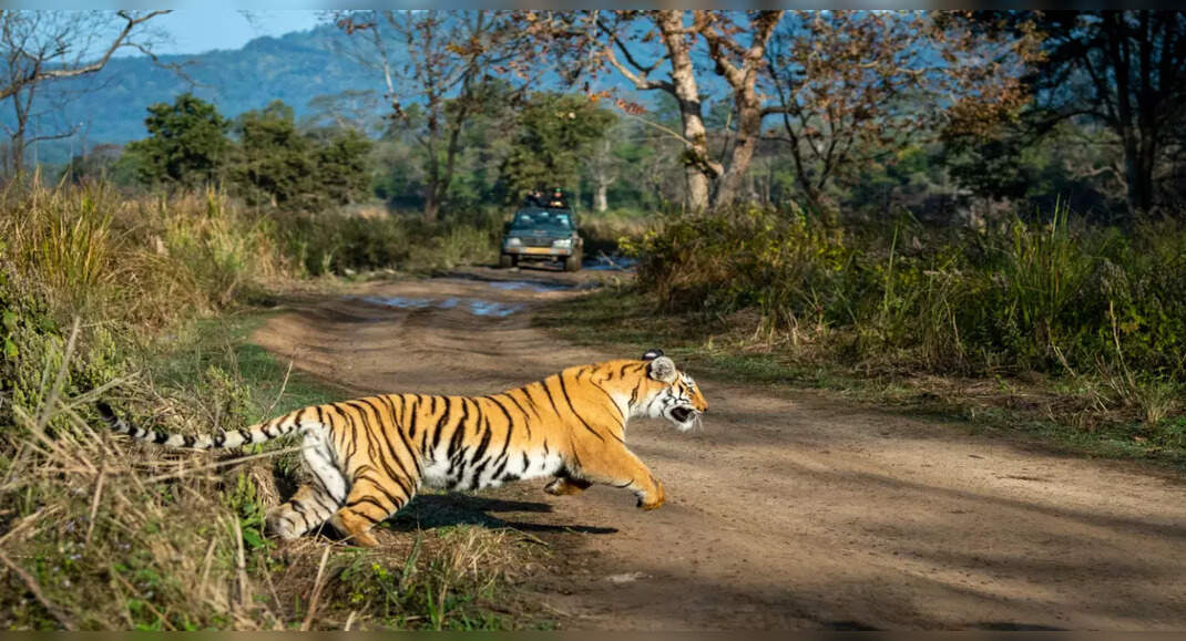 50 years of Project Tiger: 10 places to spot the majestic animals ...