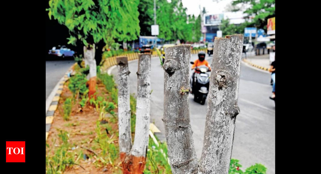 30 Ashoka trees chopped for better display of advertisements in Vashi ...