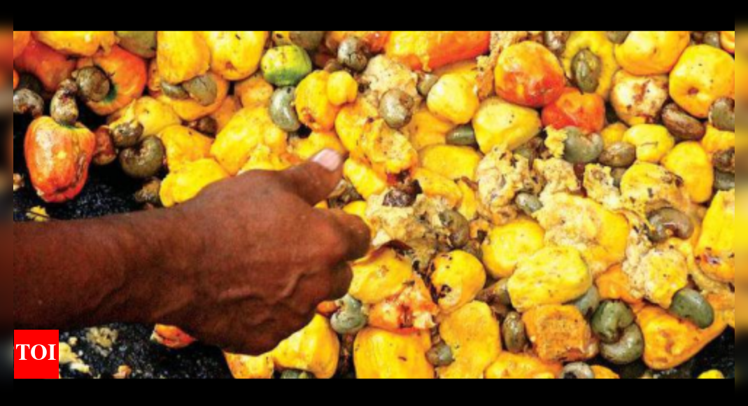 Low yield, manpower put a cork on cashew feni distillation this season ...