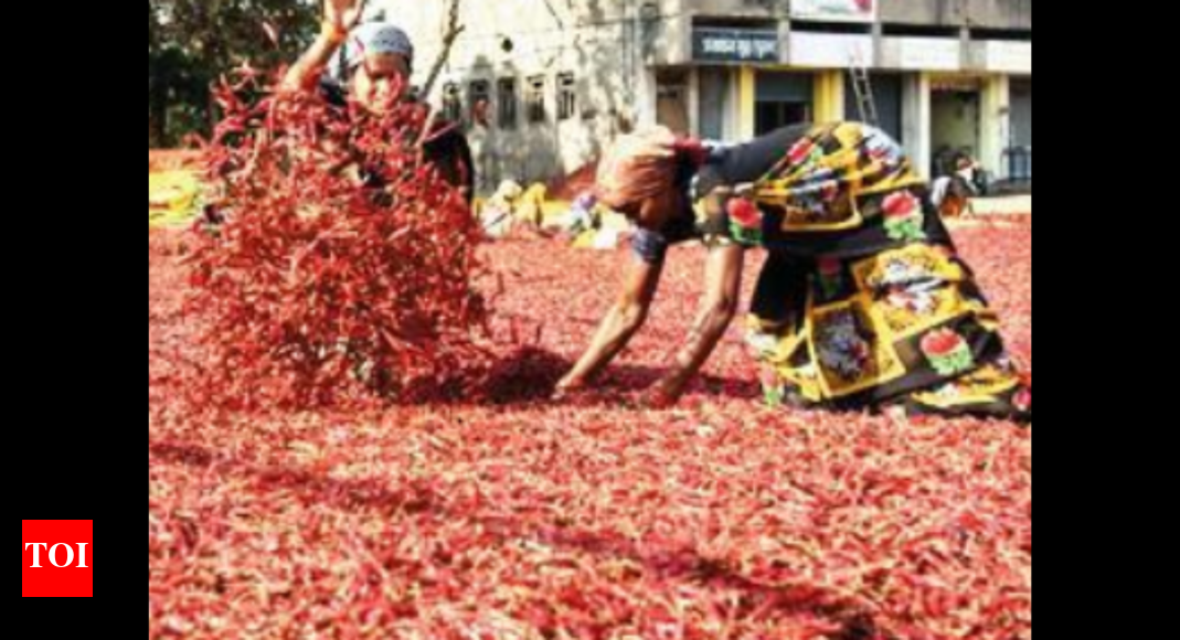 Red hot: Chillies costlier than almonds! | Ahmedabad News - Times of India
