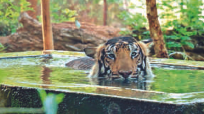 Ice therapy for tigers at Odisha's Nandankanan zoo | Bhubaneswar News ...