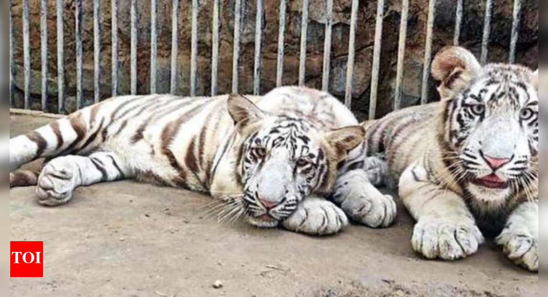 Delhi Zoo ready to raise the curtain for white tiger cubs' show | Delhi ...
