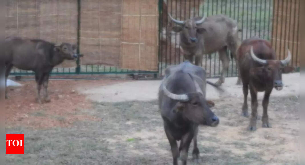 Translocation of wild buffaloes brings hope for conservation in ...
