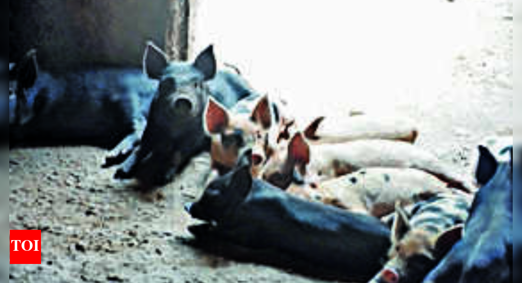 KVASU develops effluent treatment plant for pig farms | Kochi News ...
