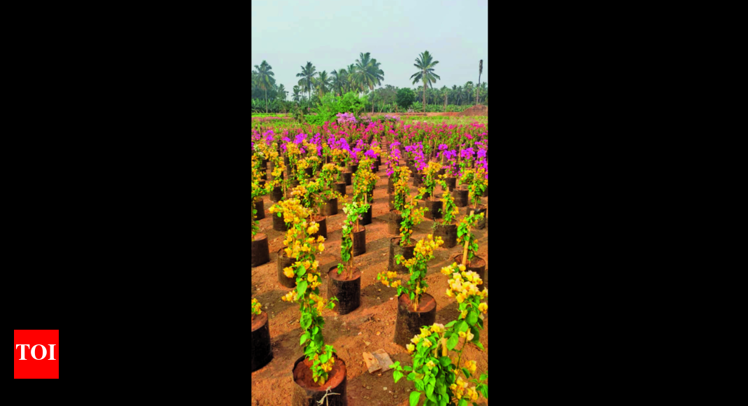 Singara Chennai 2.0: GCC gets saplings, flowering plants from ...