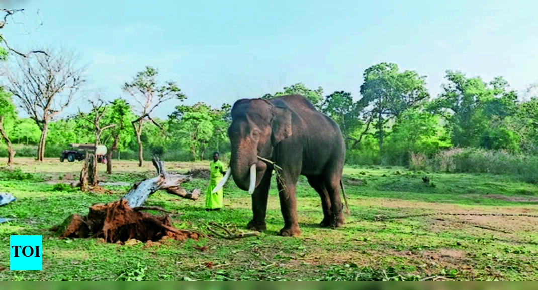 Karuppan: Forest Department Launches Mission To Capture Rogue Tusker ... Karuppan: Forest Department Launches Mission To Capture Rogue Tusker ...