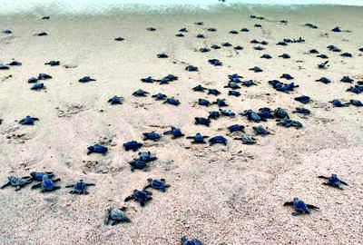 Olive Ridley: Baby Olive Ridleys Head To The Sea In Ganjam Dist ...