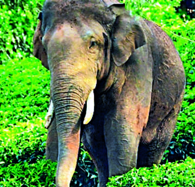 Arikomban: Kumki Elephants Shifted To A New Camp | Kochi News - Times ...