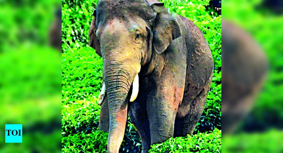 Arikomban: Kumki Elephants Shifted To A New Camp | Kochi News - Times ...