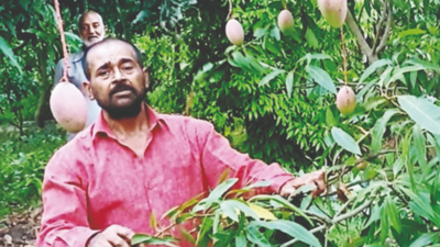 Bihar: ‘Mango Man’ develops Modi-3 variety in Bhagalpur | Patna News ...