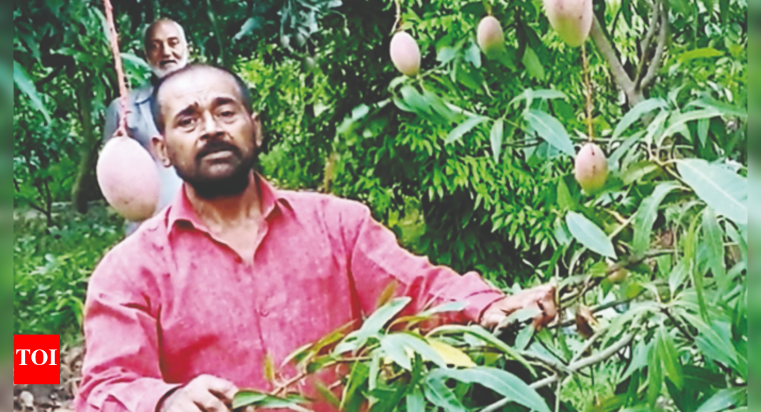 Bihar: ‘Mango Man’ develops Modi-3 variety in Bhagalpur | Patna News ...