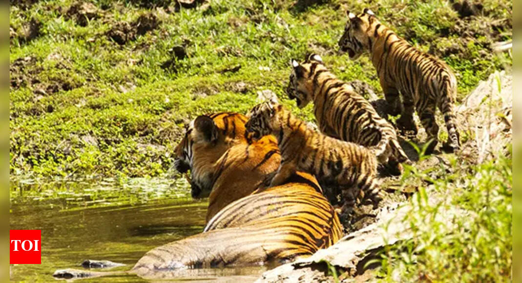 Why India's increasing tiger count is also a worry | India News - Times ...