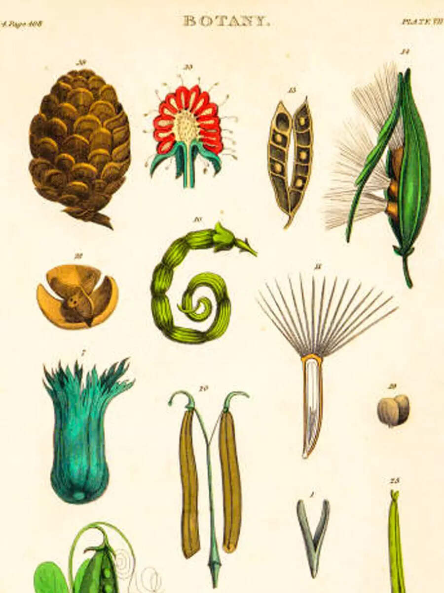 NEET Botany Exam: Top Scoring Topics | Times of India