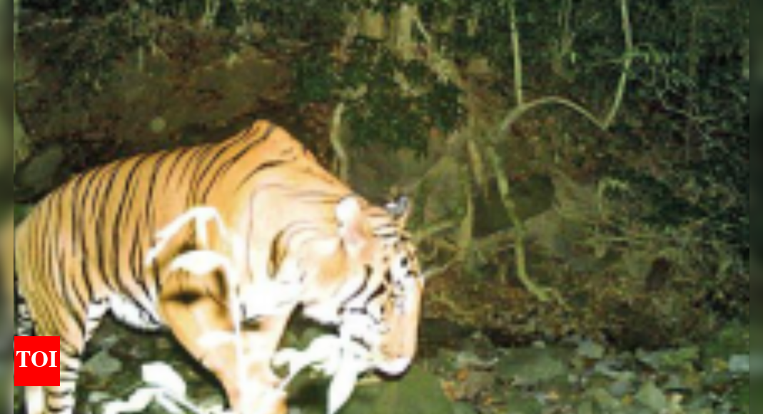 After 2 decades, cameras click tiger in West Bengal's Mahananda ...