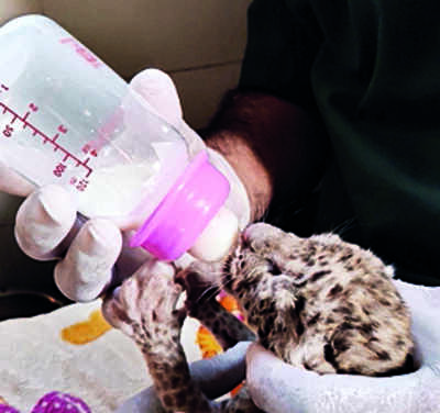 Gorewada: 2 Leopardesses Deliver 4 Cubs In Gorewada | Nagpur News ...