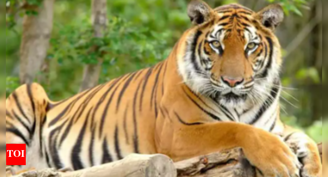At 390, Maha Tiger Tally Roars Louder Riding On Vid Big Cats | Nagpur ...