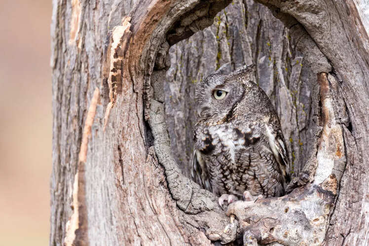 Jungle Spotting: Can you spot these owls, the masters of camouflaging ...
