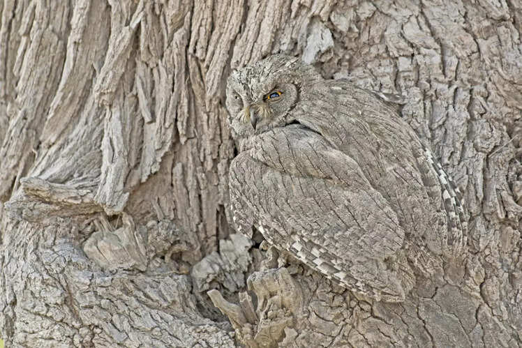 Jungle Spotting: Can you spot these owls, the masters of camouflaging ...