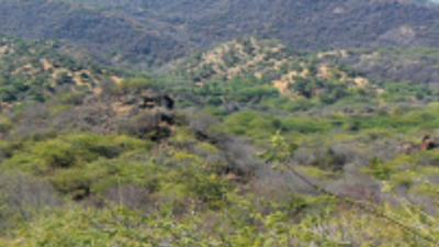 Nicobar swap takes effect now, Aravali 'forest' area sees a jump ...