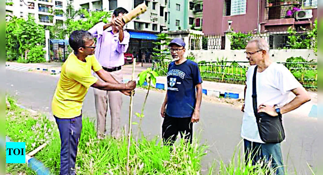 New Town Residents Take Special Care Of Roadside Trees, Saplings ...