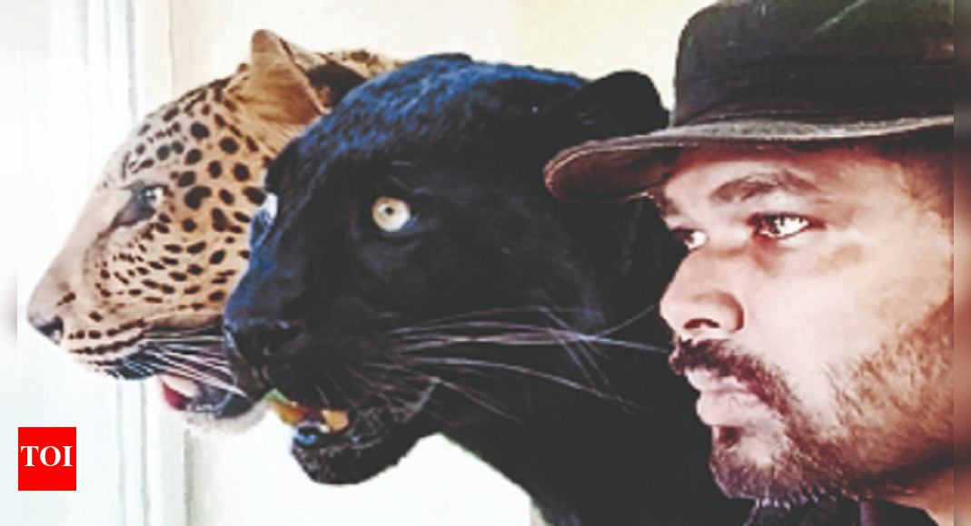 Giri Kumar Patil: Airlift Me And My Big Cats To India: ‘jaguar Kumar ...