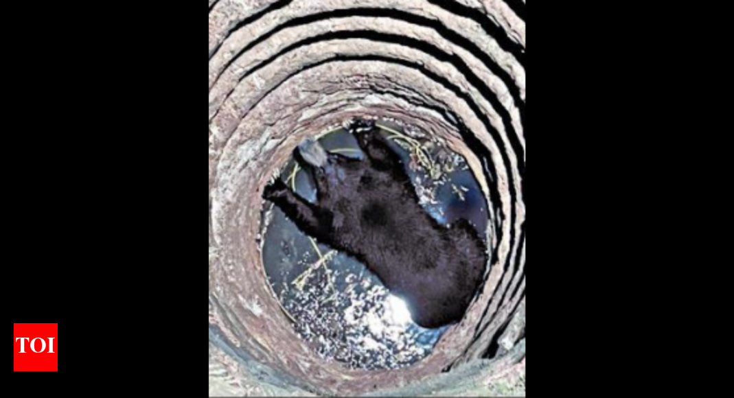 Thiruvananthapuram: Bear drowns in well after onlookers and rescuers ...
