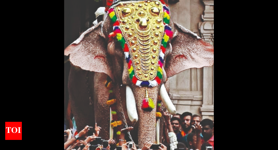 Pooram: Tusker Ramachandran To Participate In Pooram | Kochi News ...