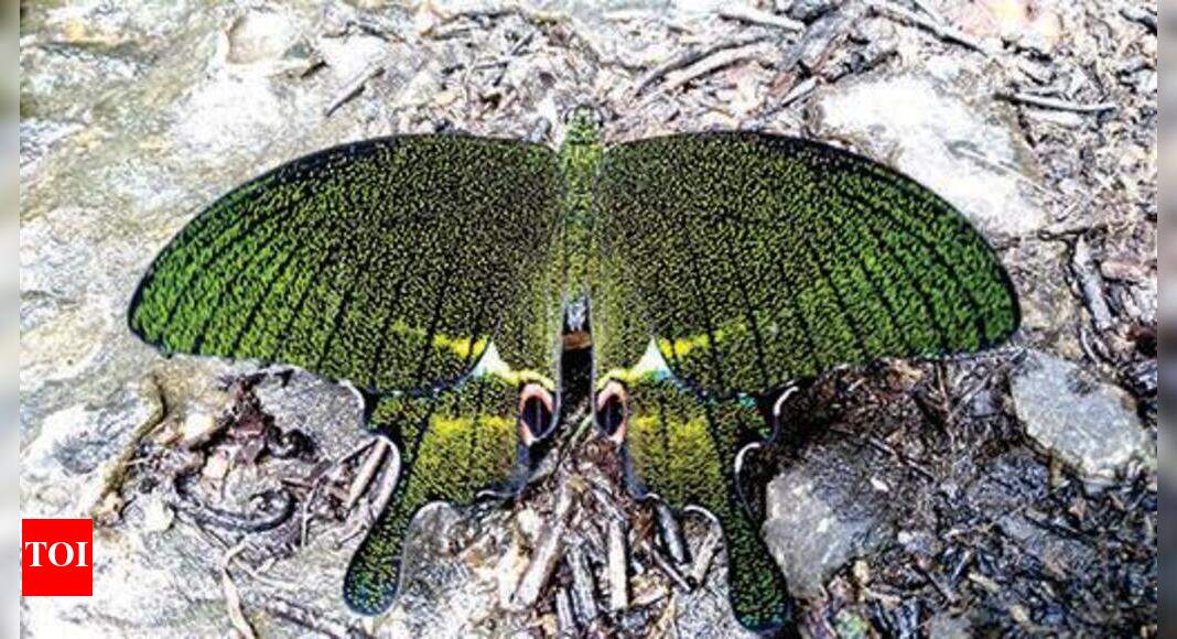 On Earth Day, green brigade to drop seed balls in Sattari forest | Goa ...