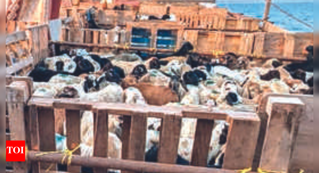 Boat Smuggling 4k Goats, Sheep Seized In Ratnagiri | Navi Mumbai News ...