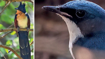 Rare sightings create a flutter among birders in Kolkata | Kolkata News ...