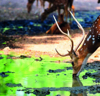Panchkula: Pkl’s Wildlife Dept To Revive Ponds To Help Wild Animals ...