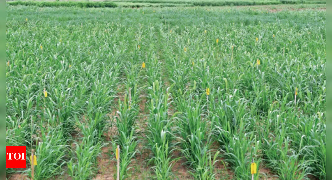 Farm scientist calls for promotion of bio-fortified crops | India News ...