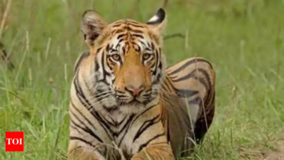 4th human kill by big cat in Dudhwa reserve in a month | Bareilly News ...